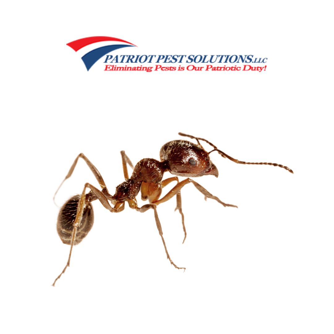 Common Ant Species In Greater Philadelphia Area And How Patriot Pest Solutions Can Help