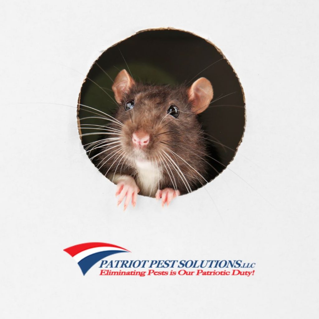 Prevent Rats and Mice with Patriot Pest Solutions - Patriot Pest ...