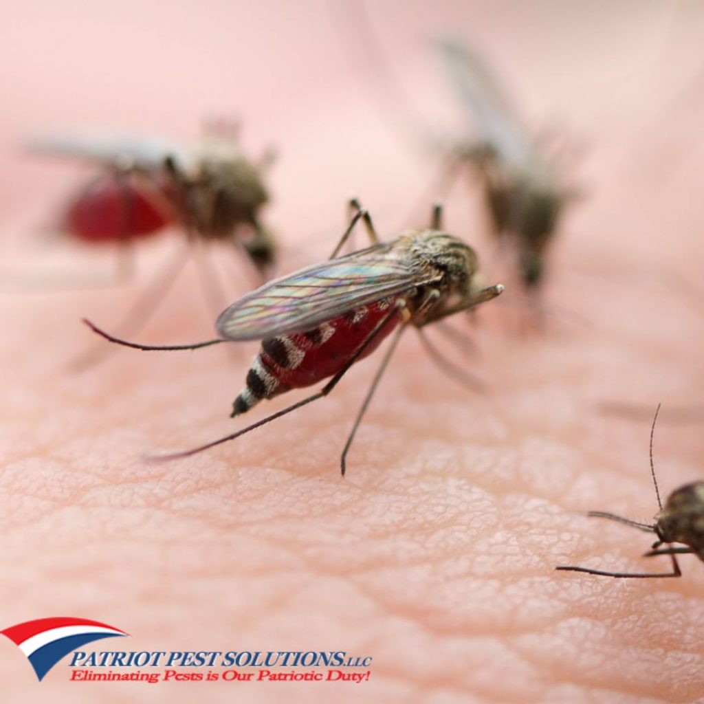 Mosquito Prevention and How A pro Can Help: Tips and Tricks for Keeping ...
