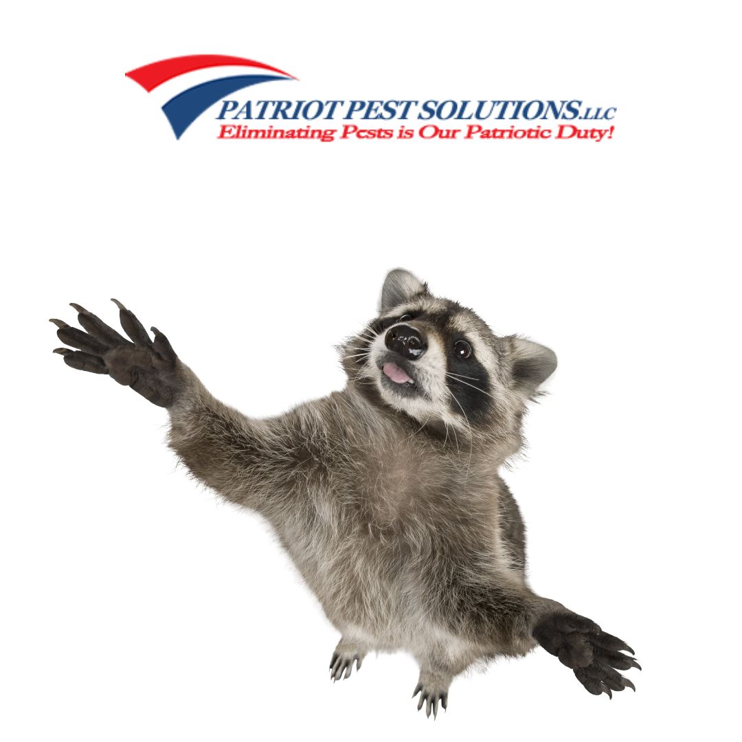 Hire a Pro For Raccoons: Why It's Important and How to Choose the Right ...