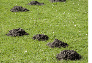 Mole Removal Montgomery County - PA Mole Control - Patriot Pest Solutions