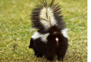 Skunk Removal Montgomery County - PA Skunk Control - Patriot Pest Solutions