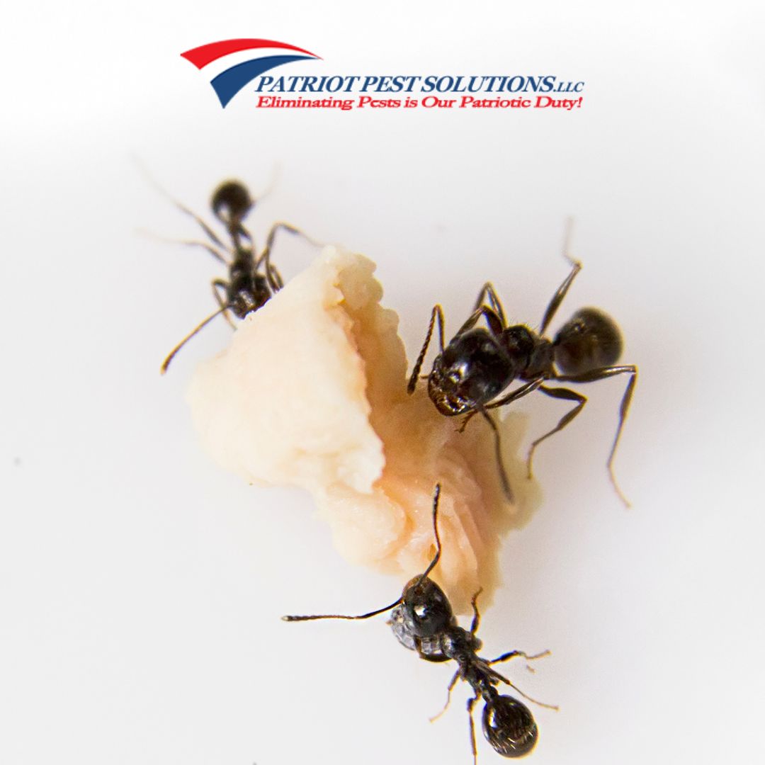 Common Ant Species that are in Pennsylvania - Patriot Pest Solutions LLC.