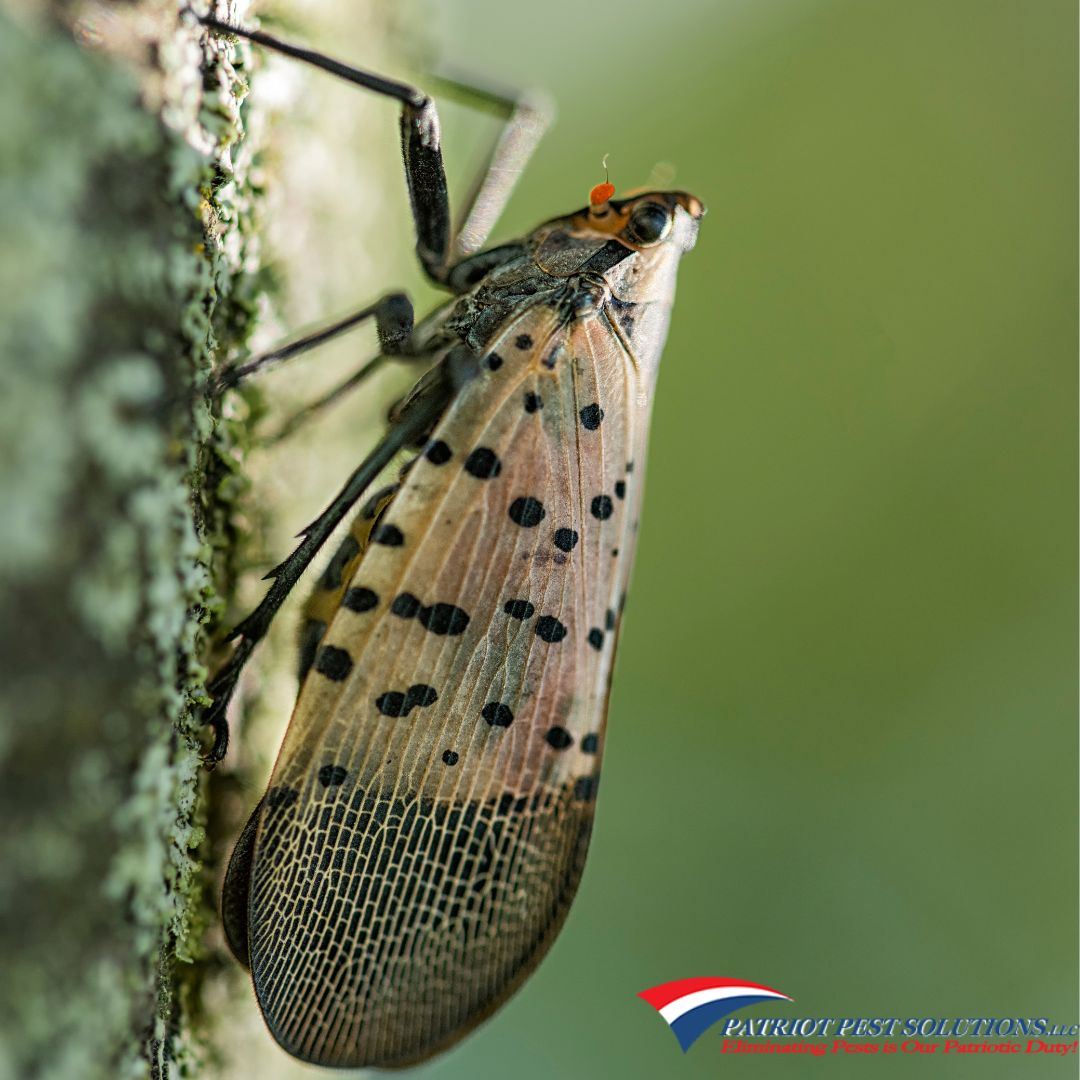 Pest Spotlight: Spotted Lanternflies in PA - Patriot Pest Solutions LLC