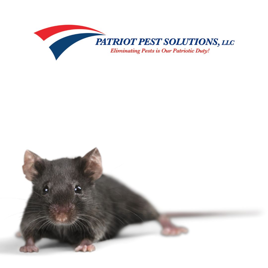 Stay Mouse-Free in 2026: The Ultimate Guide to Rodent Prevention ...