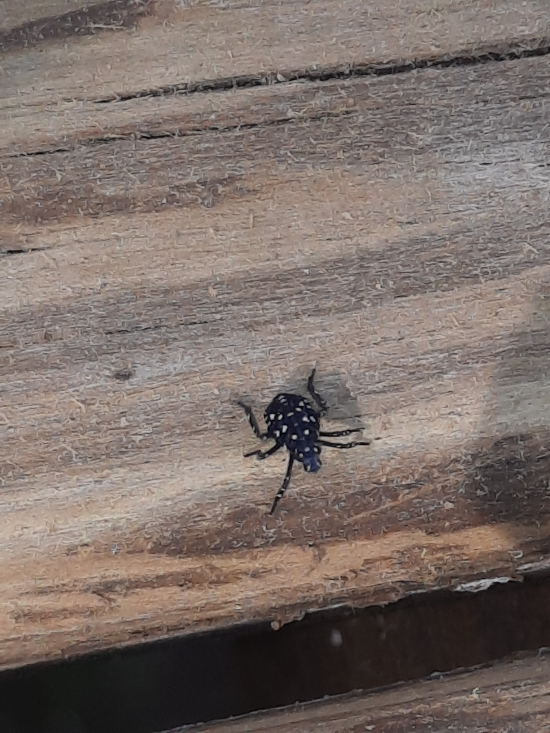 The Best Gift You Can Give Yourself This Year: Pest Prevention ...