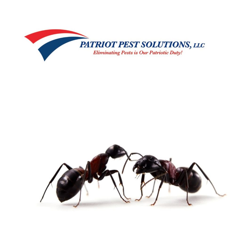 Common Ant Species in Pennsylvania and How Patriot Pest Solutions Can ...