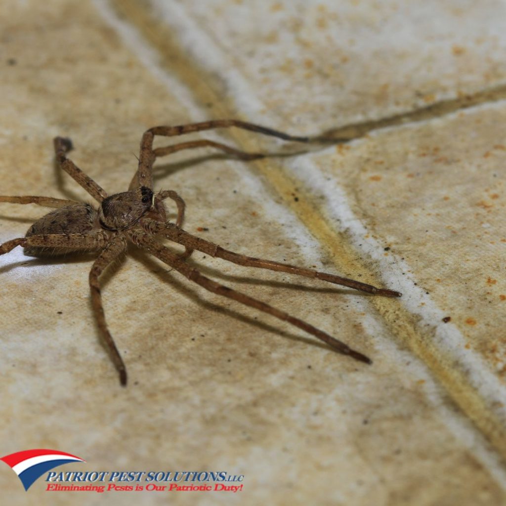 Exploring Pennsylvania's Most Common Spider Species - Patriot Pest ...